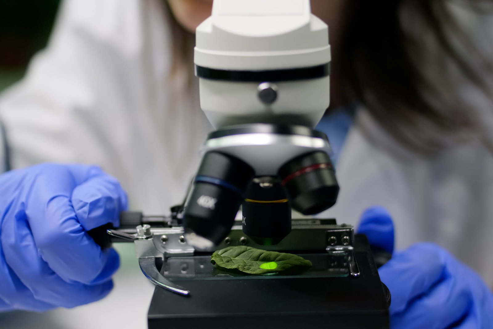 How do we analyze plant material in our lab? – skillsacademia